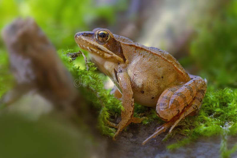 An Brown Frog Sits in a Deciduous Forest Stock Photo - Image of paws ...