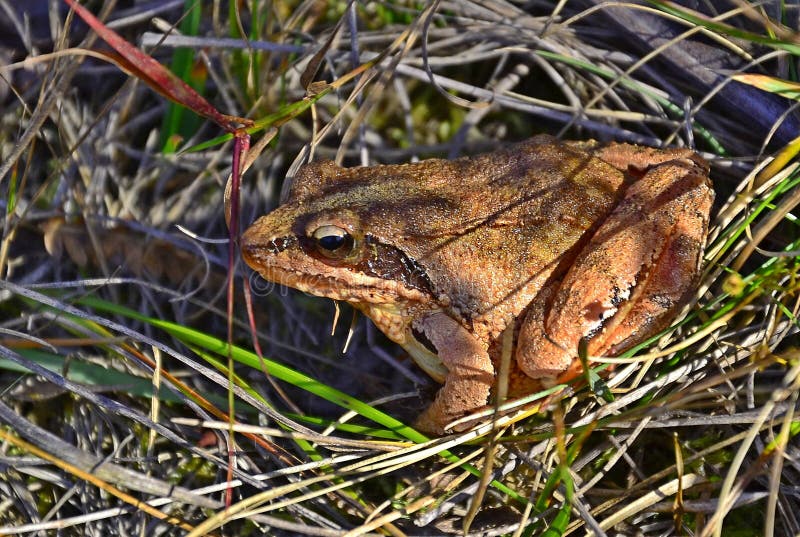 Brown Beautiful Frog Sits in the Grass Stock Image - Image of reptile ...