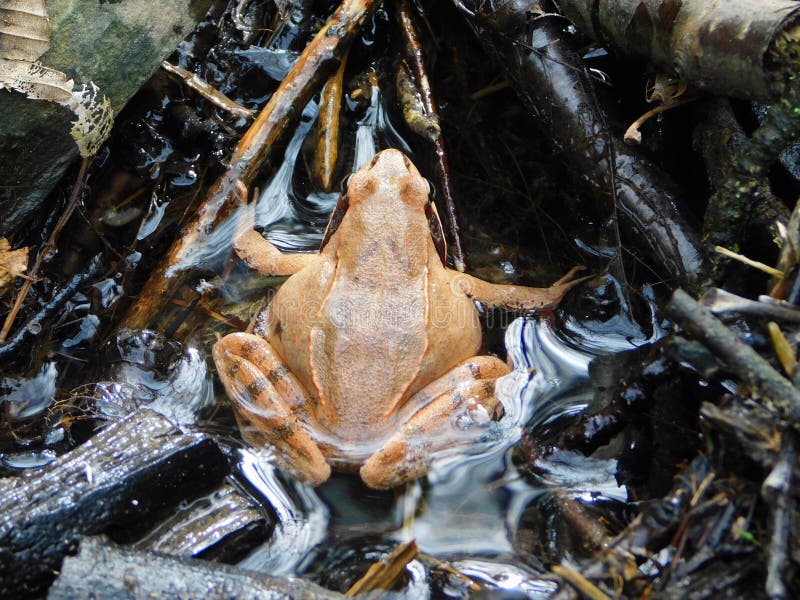 A Brown Frog Sits in the Water Stock Photo - Image of wildlife, wood ...
