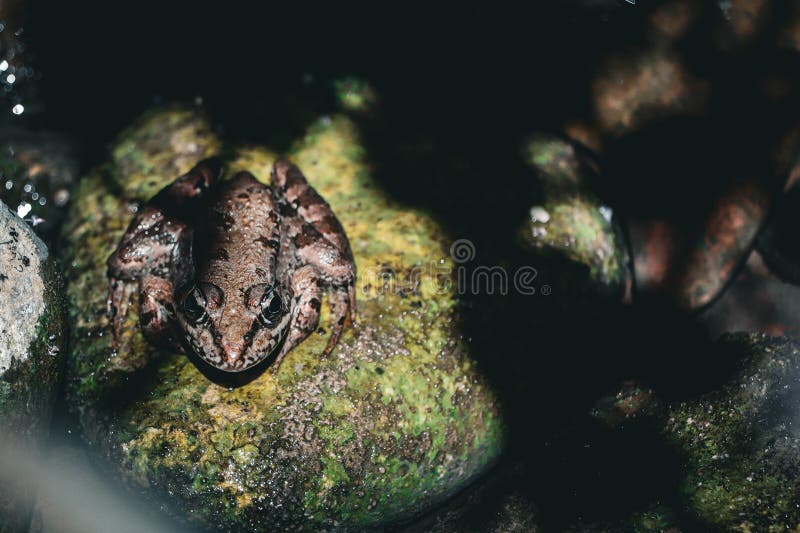 Brown Frog Sits on a Wet Green Stone Stock Image - Image of underwater ...