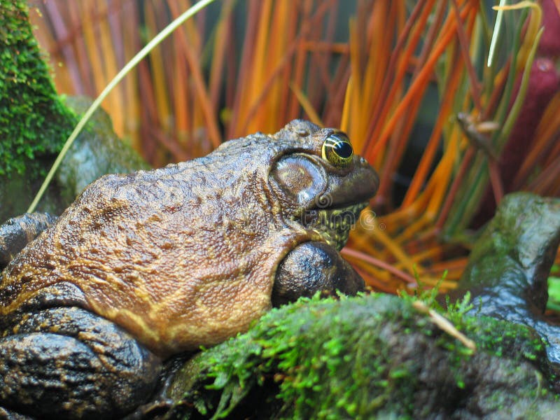 Brown Frog stock photo. Image of skin, amphibia, break - 30108000
