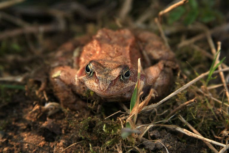 Brown Frog Sitting and Looking Forward Stock Photo - Image of green ...