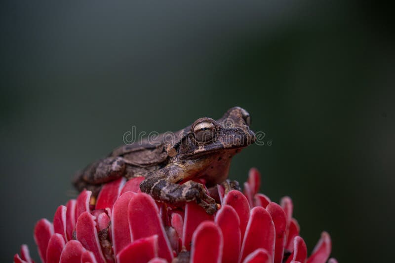 Brown frog stock image. Image of color, exotic, jungle - 287655563