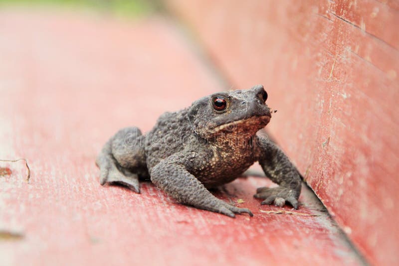 Frog Sitting on Wooden Desk Stock Image - Image of frog, nature: 116104715