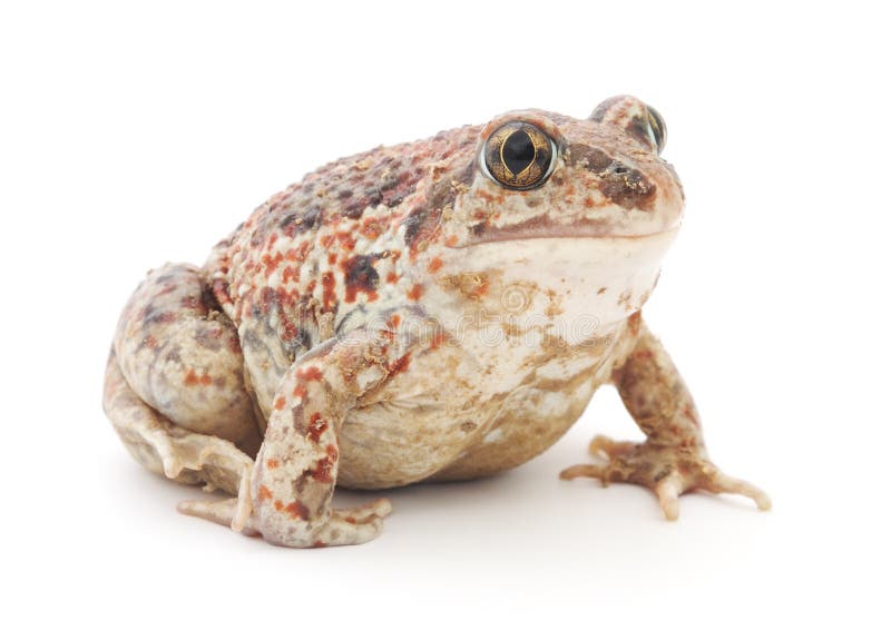 Brown frog stock image. Image of small, copy, wildlife - 40006725