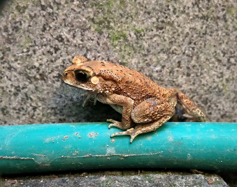 Cartoon Standing Water Hose Stock Photos - Free & Royalty-Free Stock ...