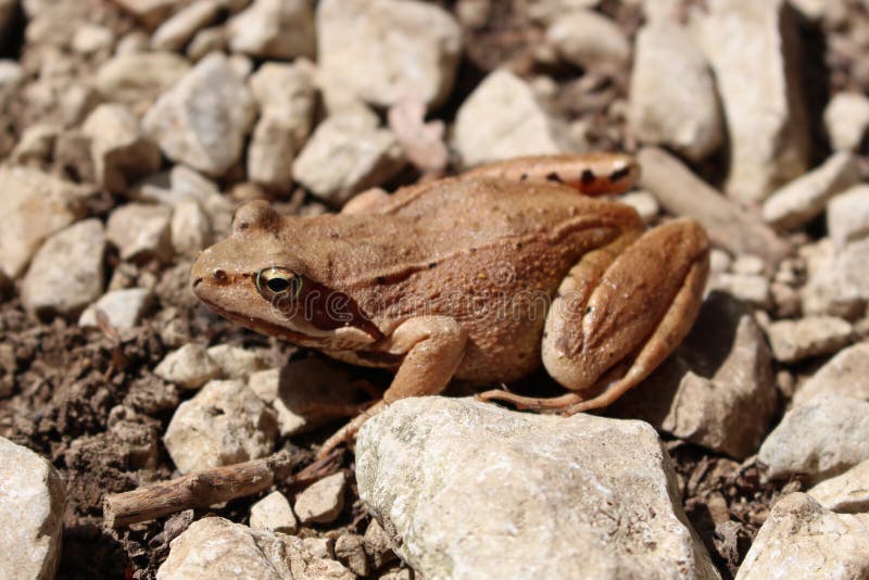 Brown frog on stony ground stock photo. Image of animals - 72979658