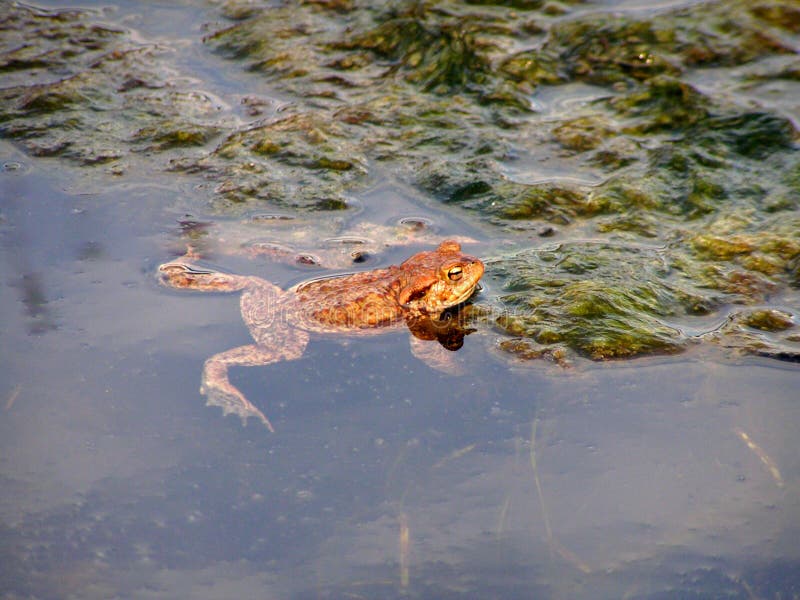 A brown frog swimming stock image. Image of reflection - 302904119