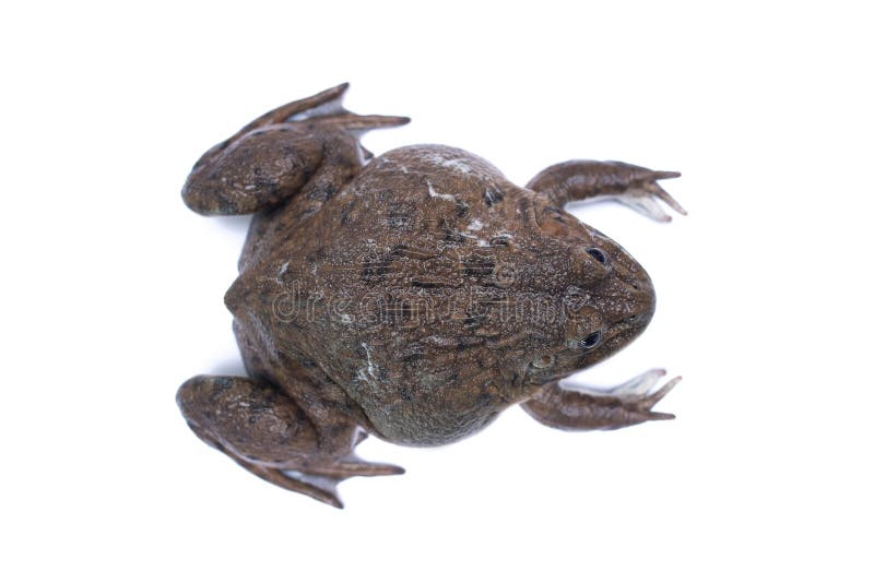 Toad stock image. Image of frog, environment, macro, amphibian - 28105003