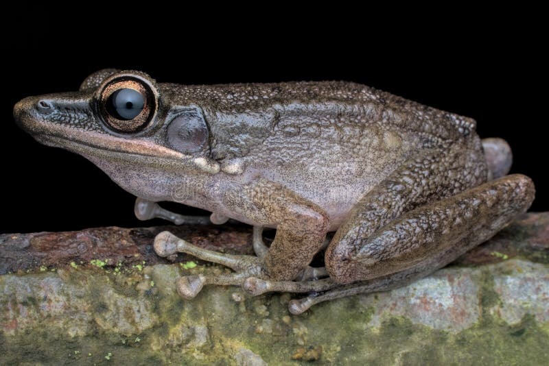 Brown Frog from West Borneo Seen from Left Side Stock Photo - Image of ...