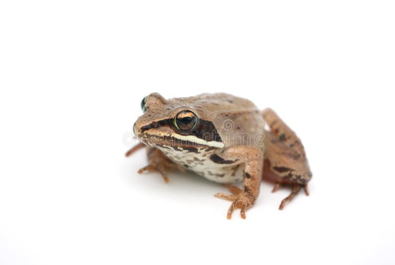 Frog Portrait in Studio, White Background Stock Image - Image of ...