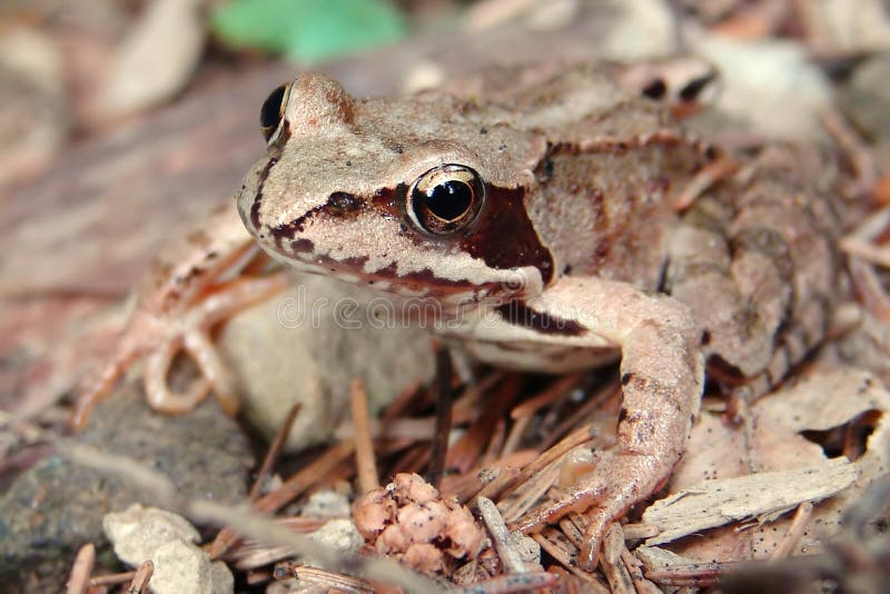 Frosch im Wald stockbild. Bild von vegetation, fahrwerkbeine - 66456193