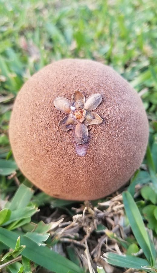 A Brown Fruit on the Ground Stock Image - Image of brown, hard: 169119387