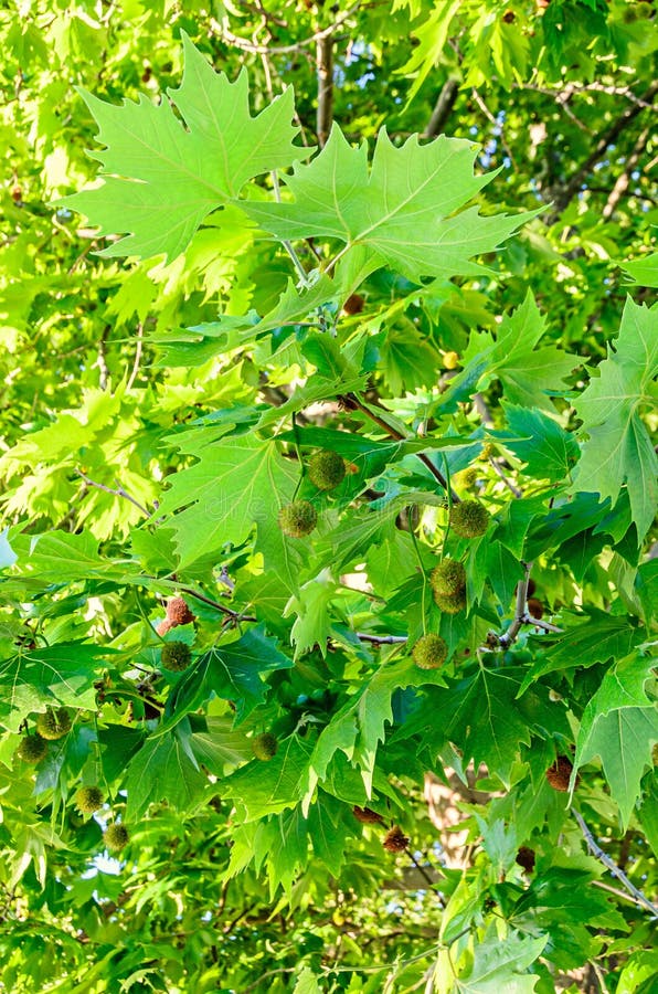 Brown Fruits of Platanus Tree, Branches with Green Leafs Stock Photo ...