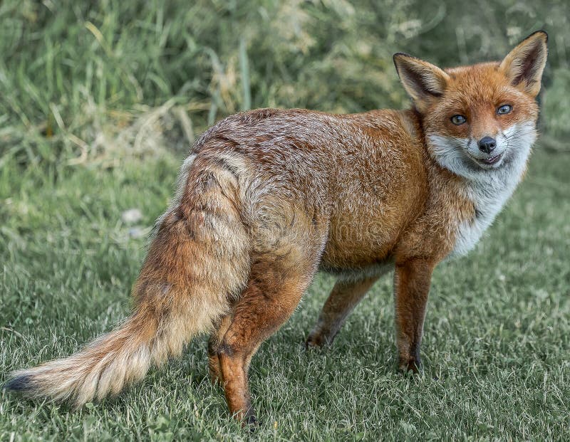 Brown-Fuchs stockbild. Bild von frau, hennen, england - 95294497