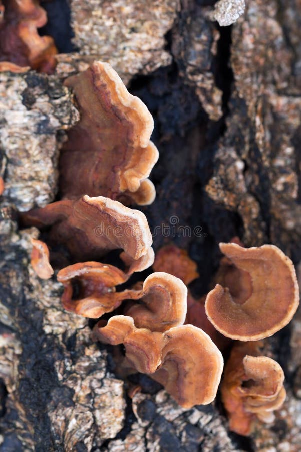 Brown Fungus Colony on Tree Closeup Selective Focus Stock Image - Image ...