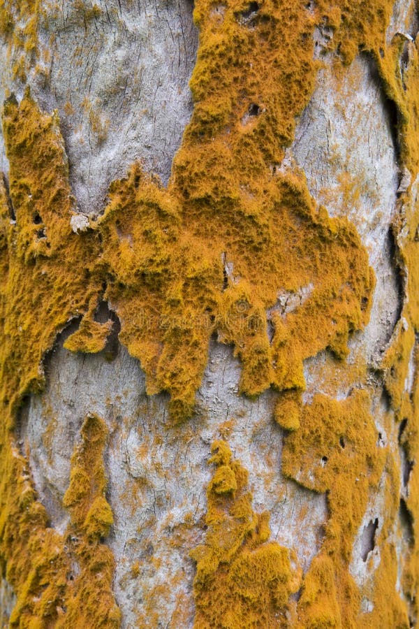Brown Fungus Growing on Tree Trunk Stock Image - Image of fungus, decay ...