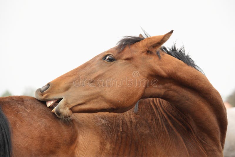 Brown Funny Horse Scratching Itself Portrait Stock Image - Image of ...