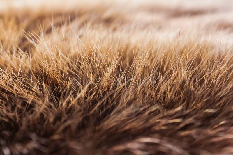 Brown fur of animal stock image. Image of soft, close - 123113731
