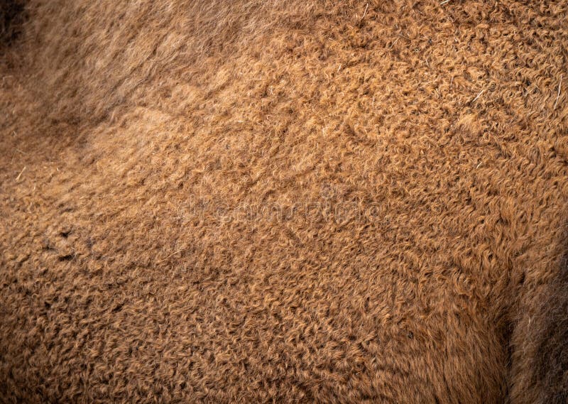 Brown Fur of Camel Fills the Frame Stock Image - Image of dirt, pets ...