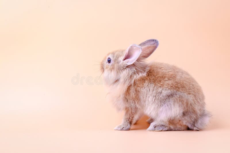 Brown Fur Rabbit Orange Background Stock Photo - Image of orange, funny ...