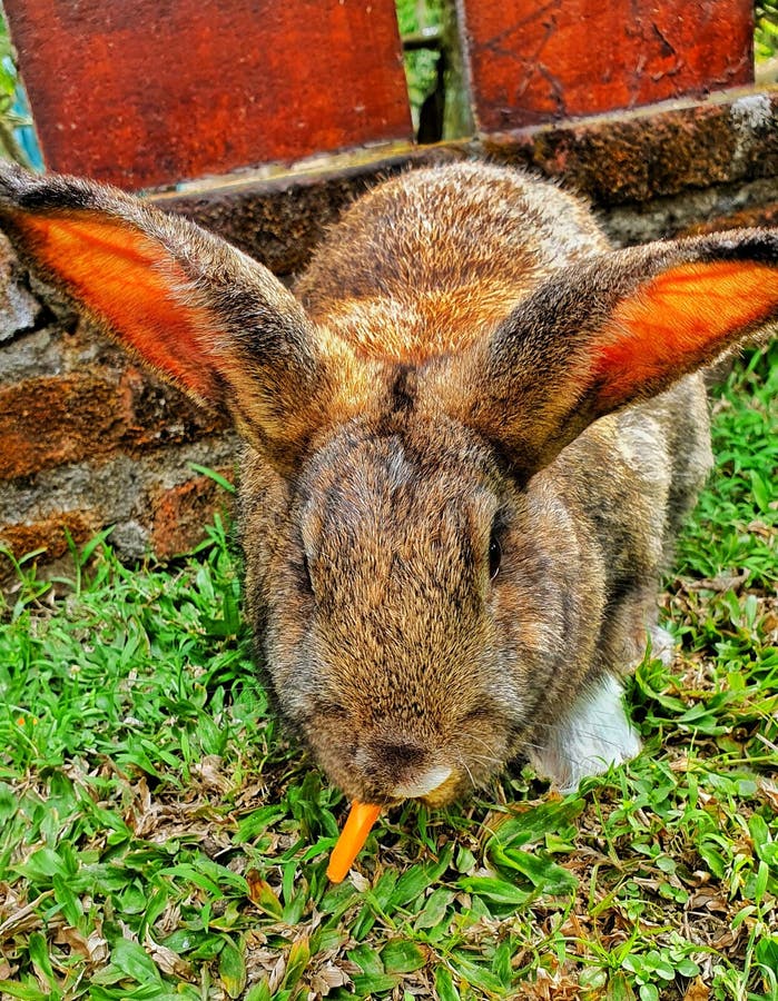 Brown Furred Rabbit Eat Carrots in the Open Cage Stock Photo - Image of ...