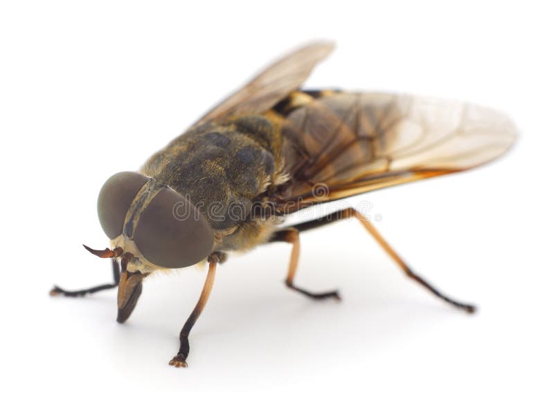 Brown gadfly isolated. stock photo. Image of insect - 124889892