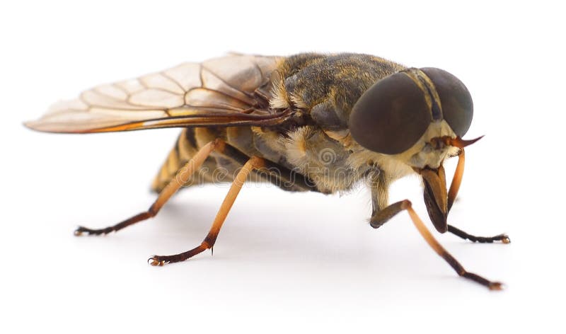 Brown gadfly stock photo. Image of pest, closeup, studio - 138450552