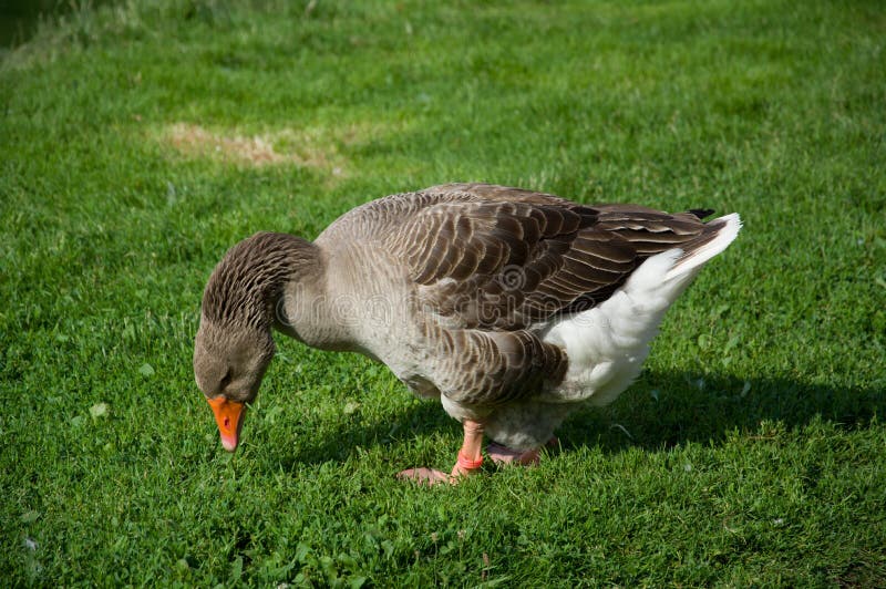 Eine Wei?e Gans Isst Gras Auf Einem Gr?nen Feld Stockfoto - Bild von ...