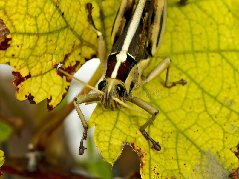 Brown Garden Locust 1 stock image. Image of bugs, flowers - 39667983