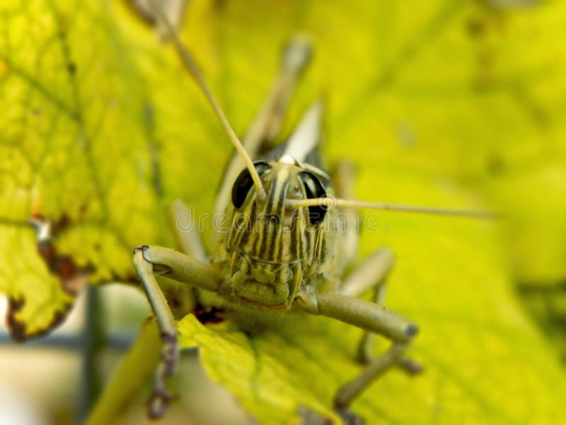 Brown Garden Locust 1 stock image. Image of bugs, flowers - 39667983