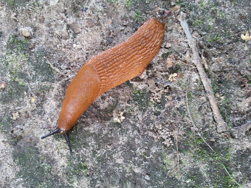 Brown Garden Slug Underway in Grass Stock Image - Image of grass, brown ...