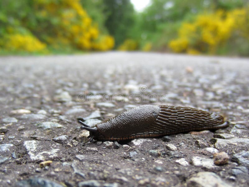 Dried up slug on a street stock image. Image of nature - 32387267