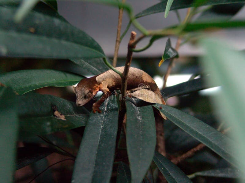 Gecko lizard stock image. Image of green, tropical, flora - 305870407