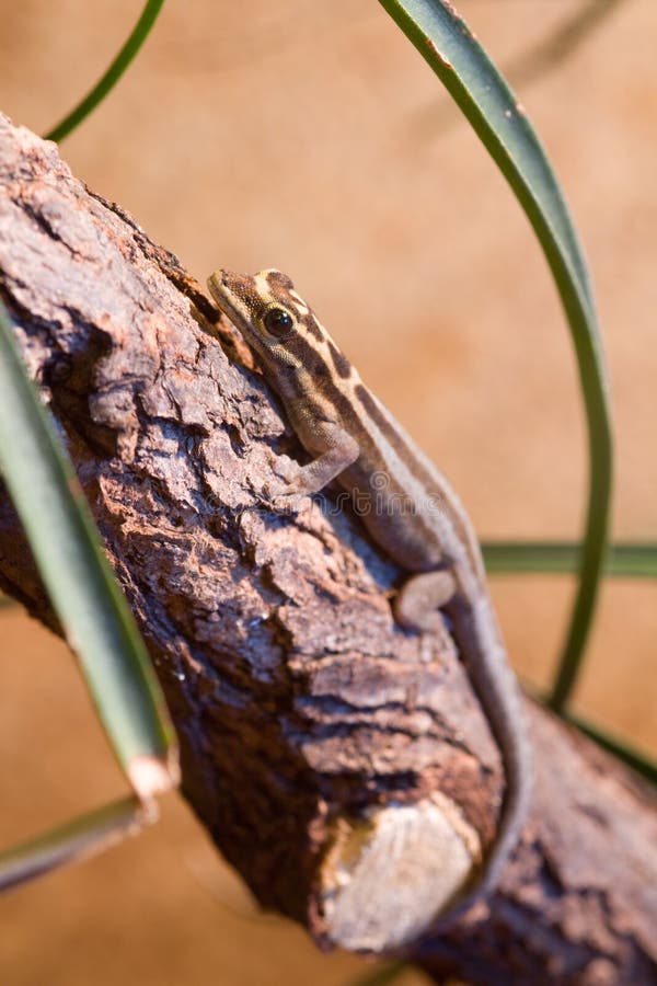 Brown gecko stock photo. Image of young, brown, branches - 38220424