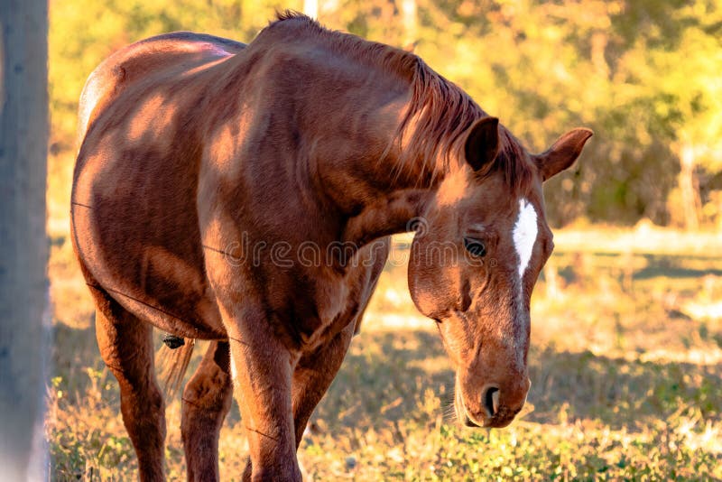 Brown Gelding Walking with Head Down Stock Photo - Image of agriculture ...