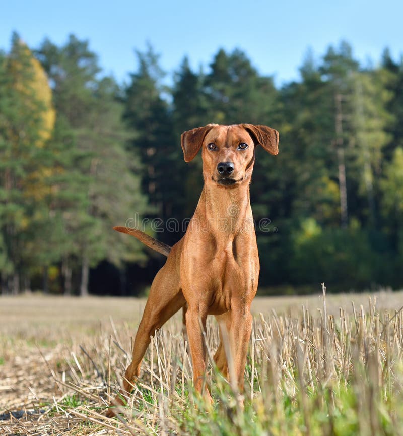 Brown German Pinscher stock image. Image of healthy - 231874397