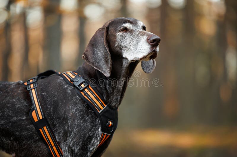 Brown German Shorthaired Pointer Dog Standing in the Forest in a ...