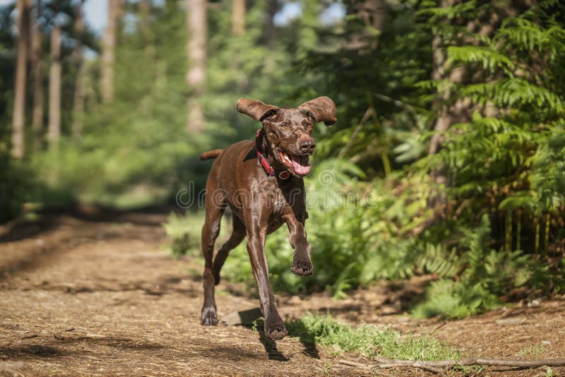 Brown German Shorthaired Pointer GSP in Windsor Great Park on a Fast ...