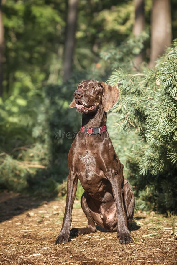 Brown German Shorthaired Pointer GSP in Windsor Great Park Looking Very ...