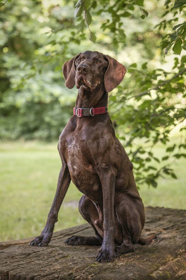 Brown German Shorthaired Pointer GSP in Windsor Great Park Looking Very ...