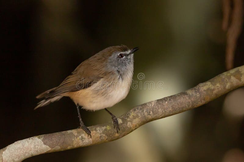 Brown Gerygone in Australia Stock Photo - Image of gerygone, mouki ...