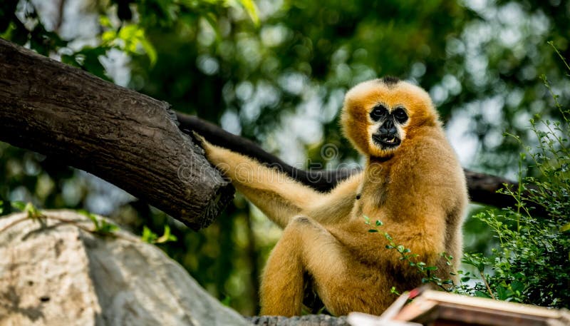 Brown Gibbon Sitting on the Rock Stock Photo - Image of green, wildlife ...