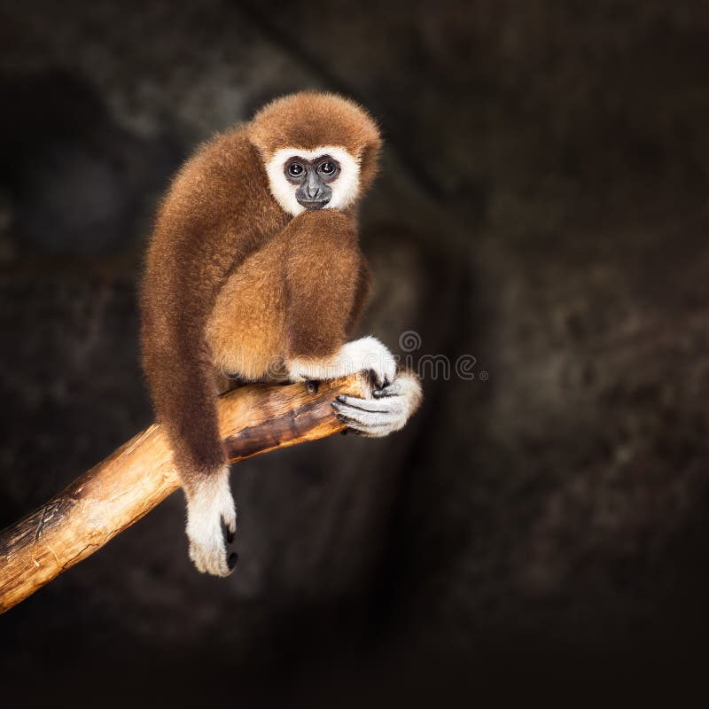 Male brown gibbon stock photo. Image of rope, hylobates - 1492068