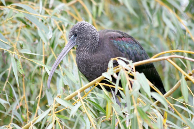 2,137 Brown Ibis Stock Photos - Free & Royalty-Free Stock Photos from ...