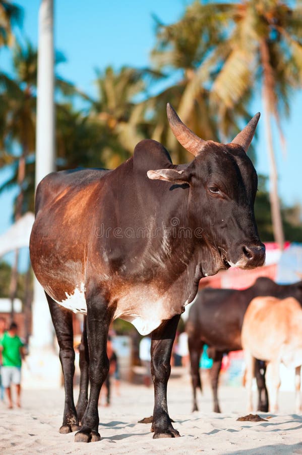 A Brown Goan Cow on Beach Palolem in Goa, India Stock Image - Image of ...