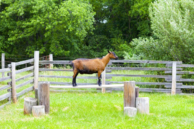 Brown Goat stock photo. Image of goat, nimal, planet - 25598546