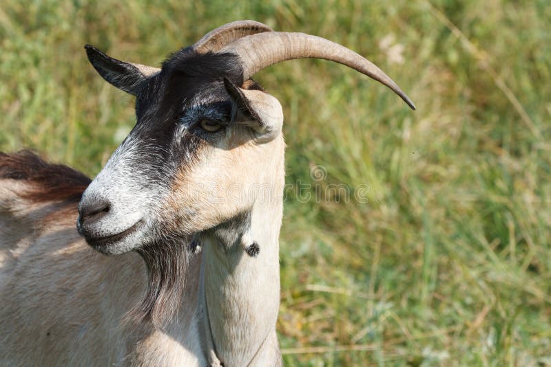 Brown goat stock image. Image of goat, hairy, mouth, brown - 26037415