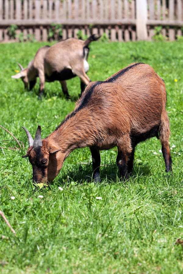A Brown Goat with Long Hair and Large Horns with Grass in Its Mouth ...