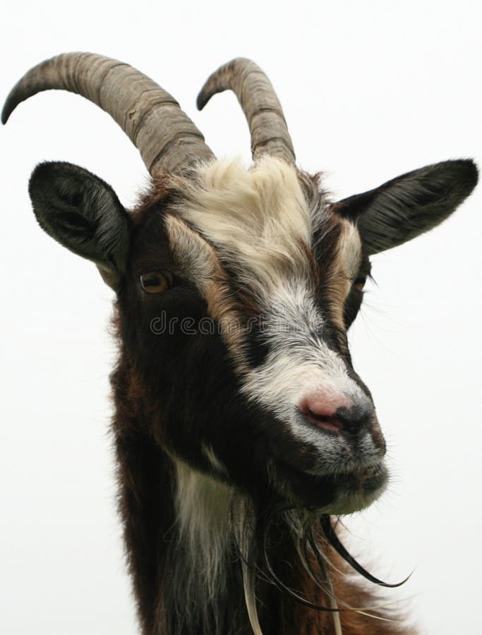 Goat stock image. Image of horns, goat, domesticated - 12727485